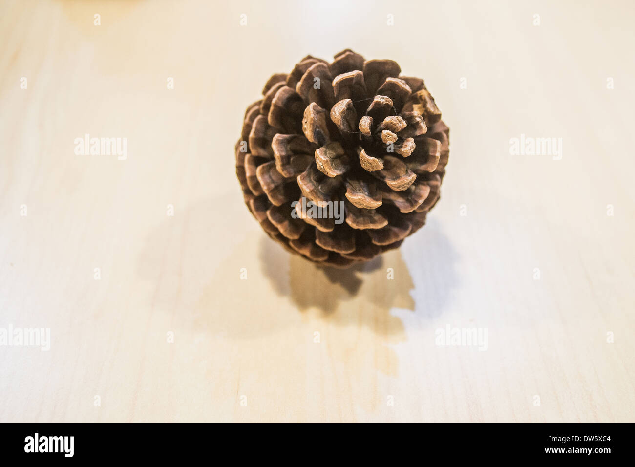 Hard pine cone hi-res stock photography and images - Alamy