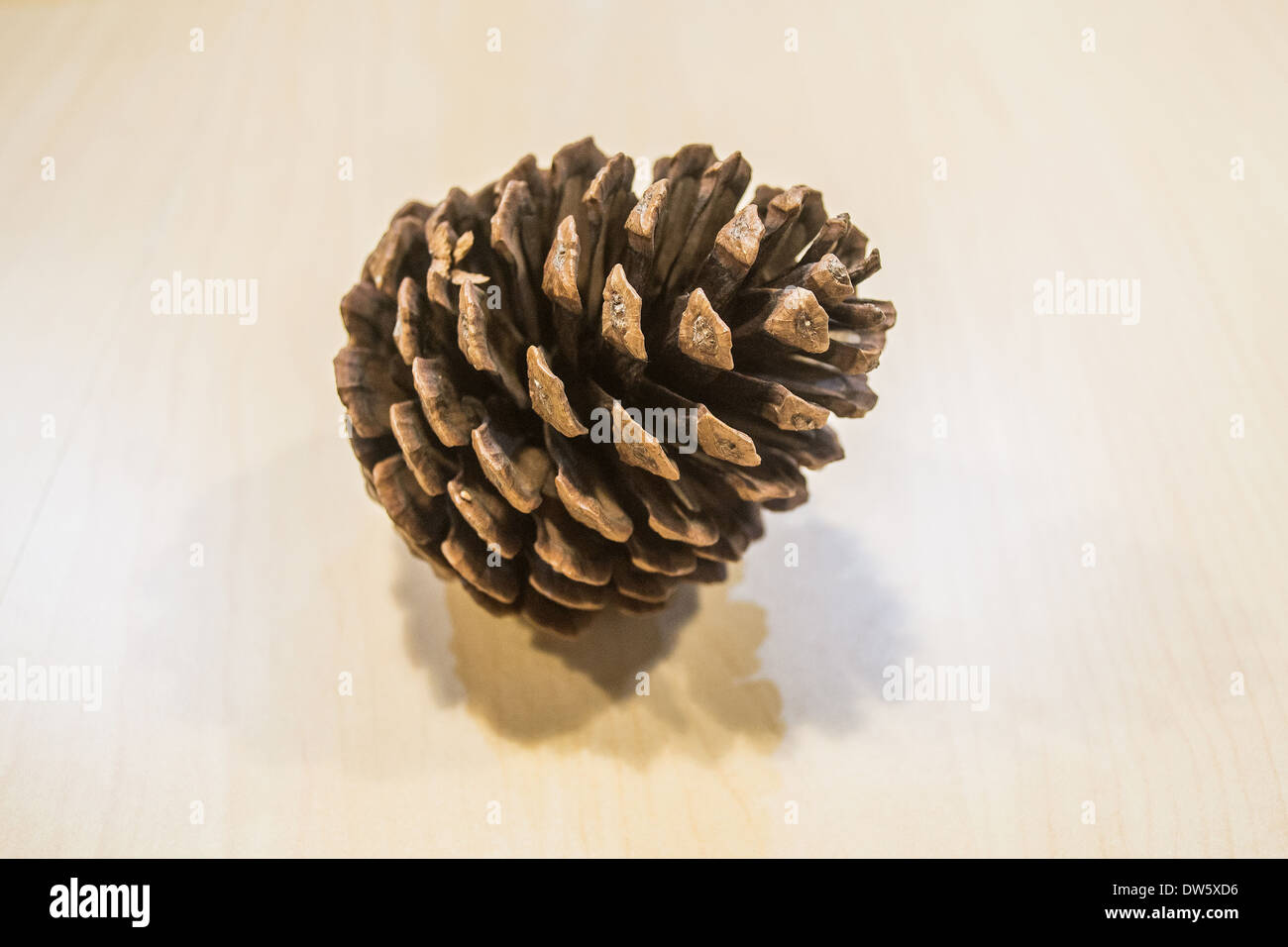 Hard pine cone hi-res stock photography and images - Alamy
