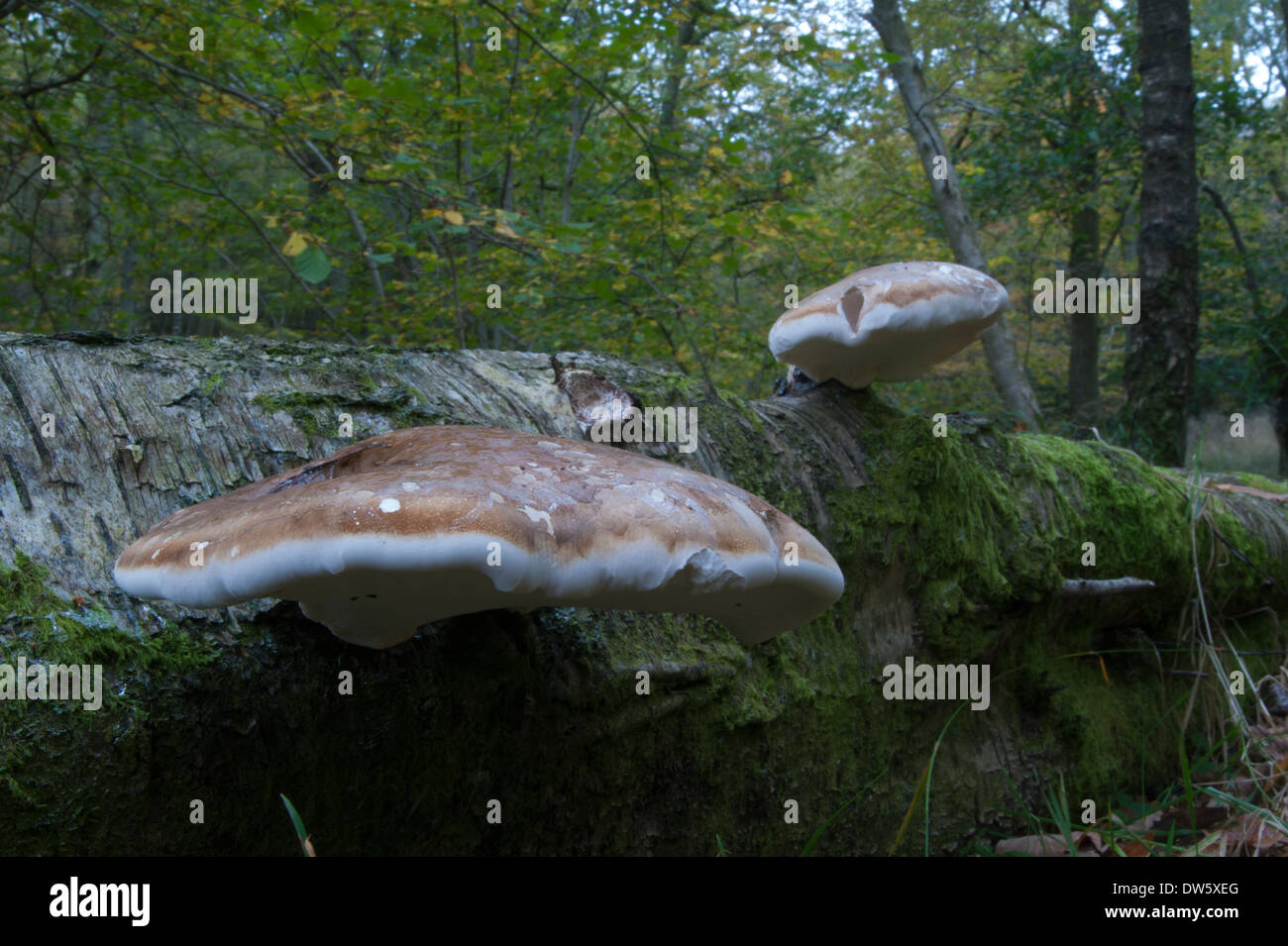 Mushrooms on dead wood hi-res stock photography and images - Alamy