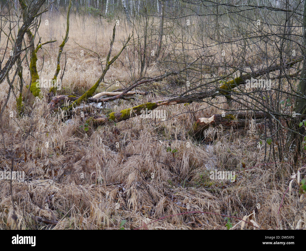 Willow tree cut from a beaver in a highmoor Stock Photo - Alamy