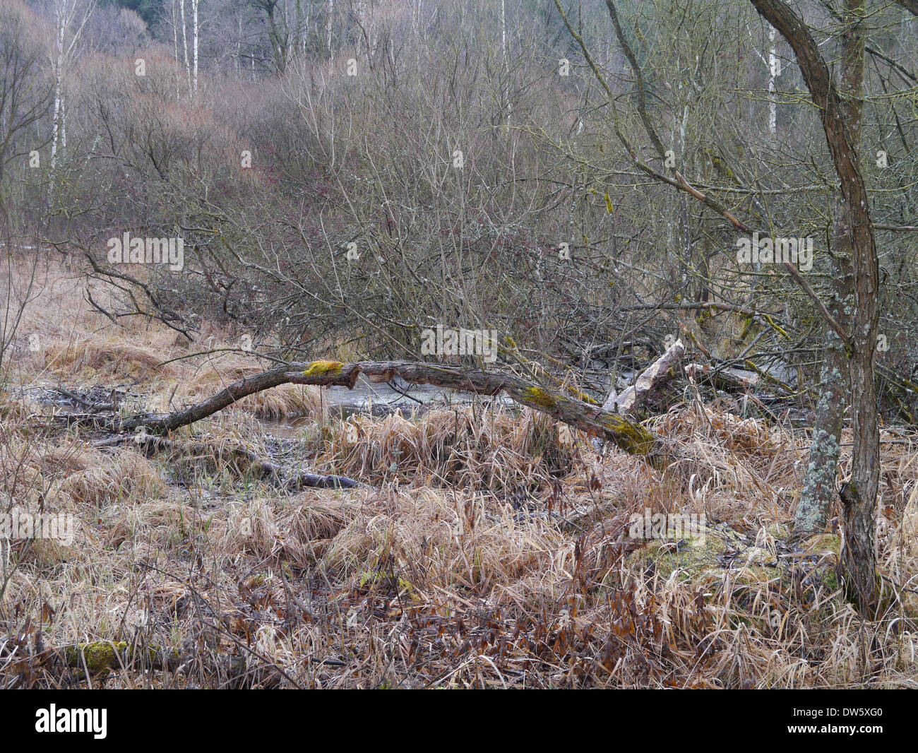 Willow tree cut from a beaver in a highmoor Stock Photo - Alamy