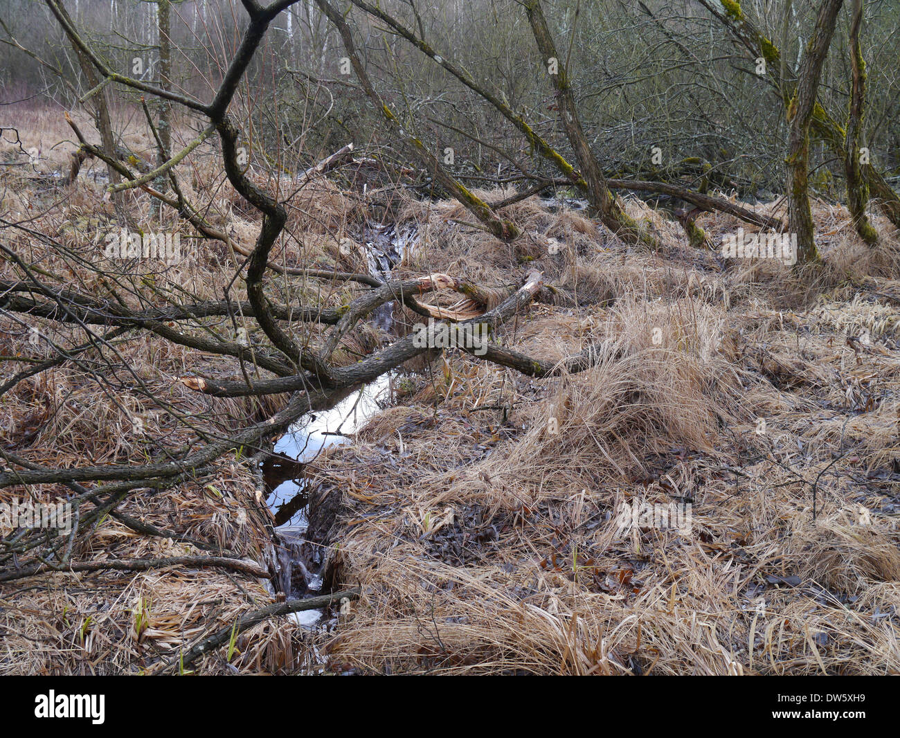 Willow tree cut from a beaver in a highmoor Stock Photo - Alamy