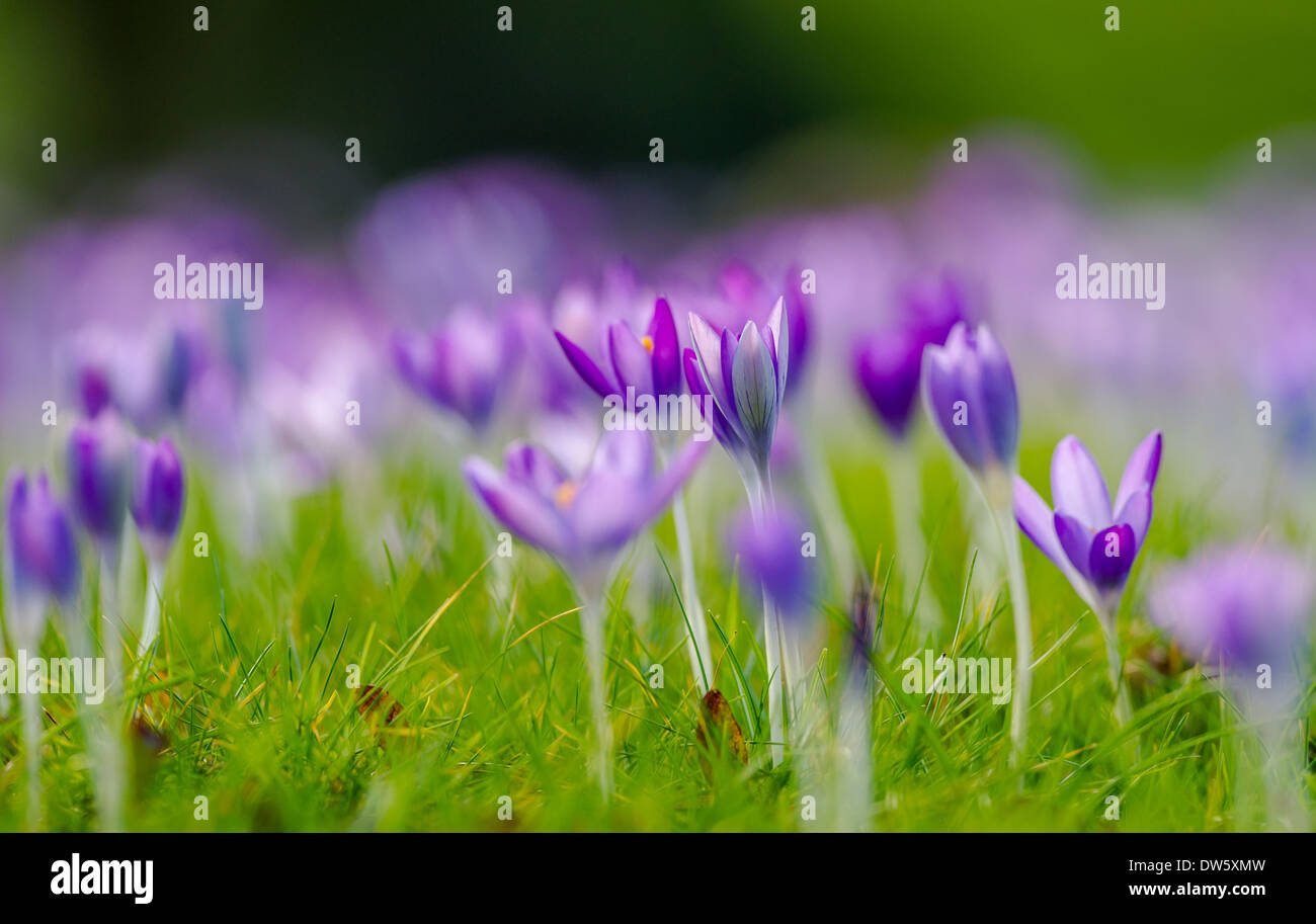 The small blue and purple flower of the Crocus Stock Photo - Alamy