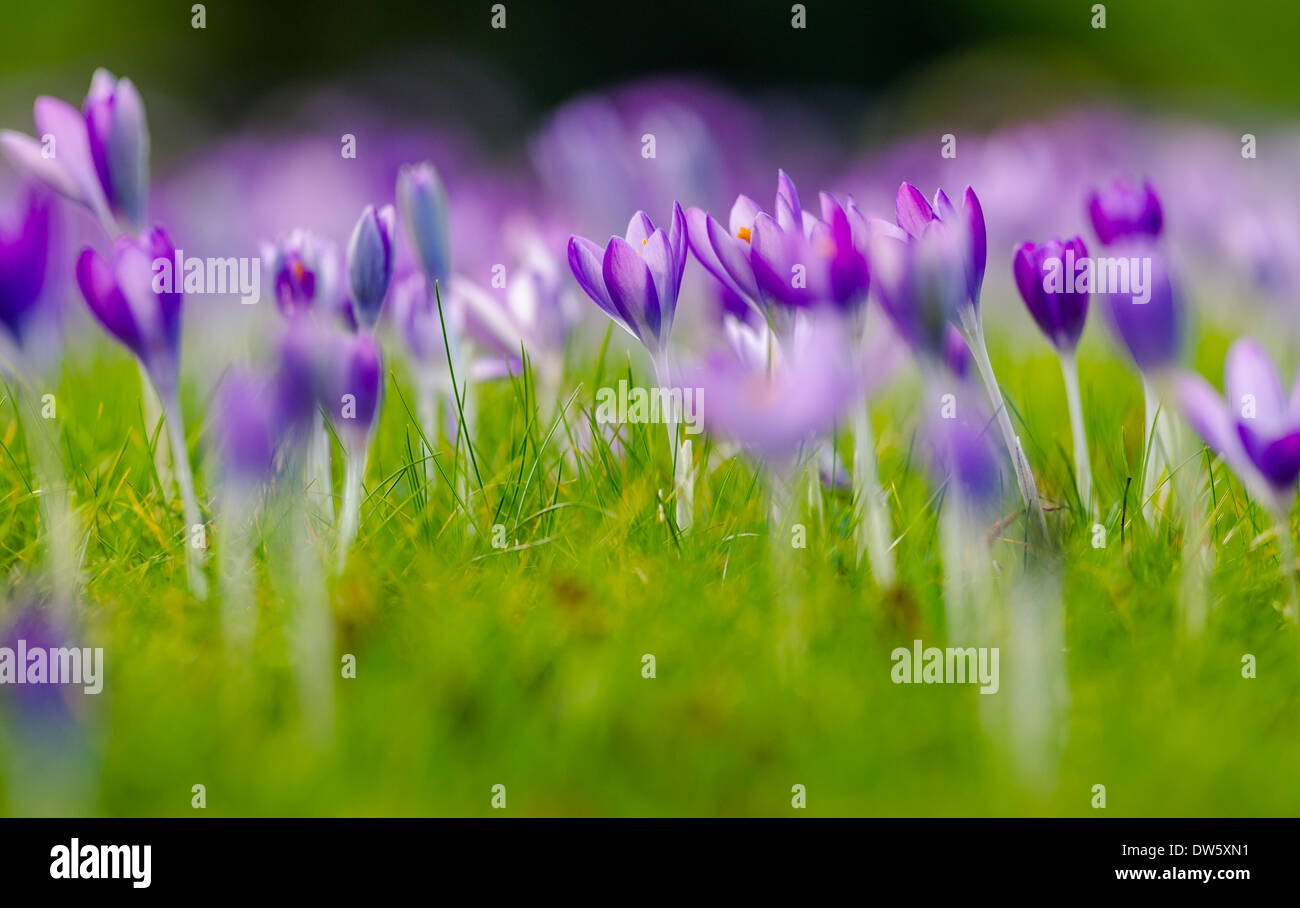 Blue purple flower hi-res stock photography and images - Alamy