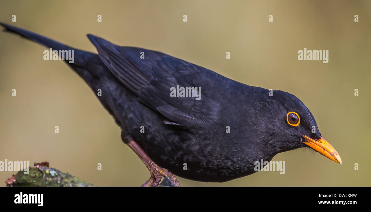 Adult male black bird hi-res stock photography and images - Alamy