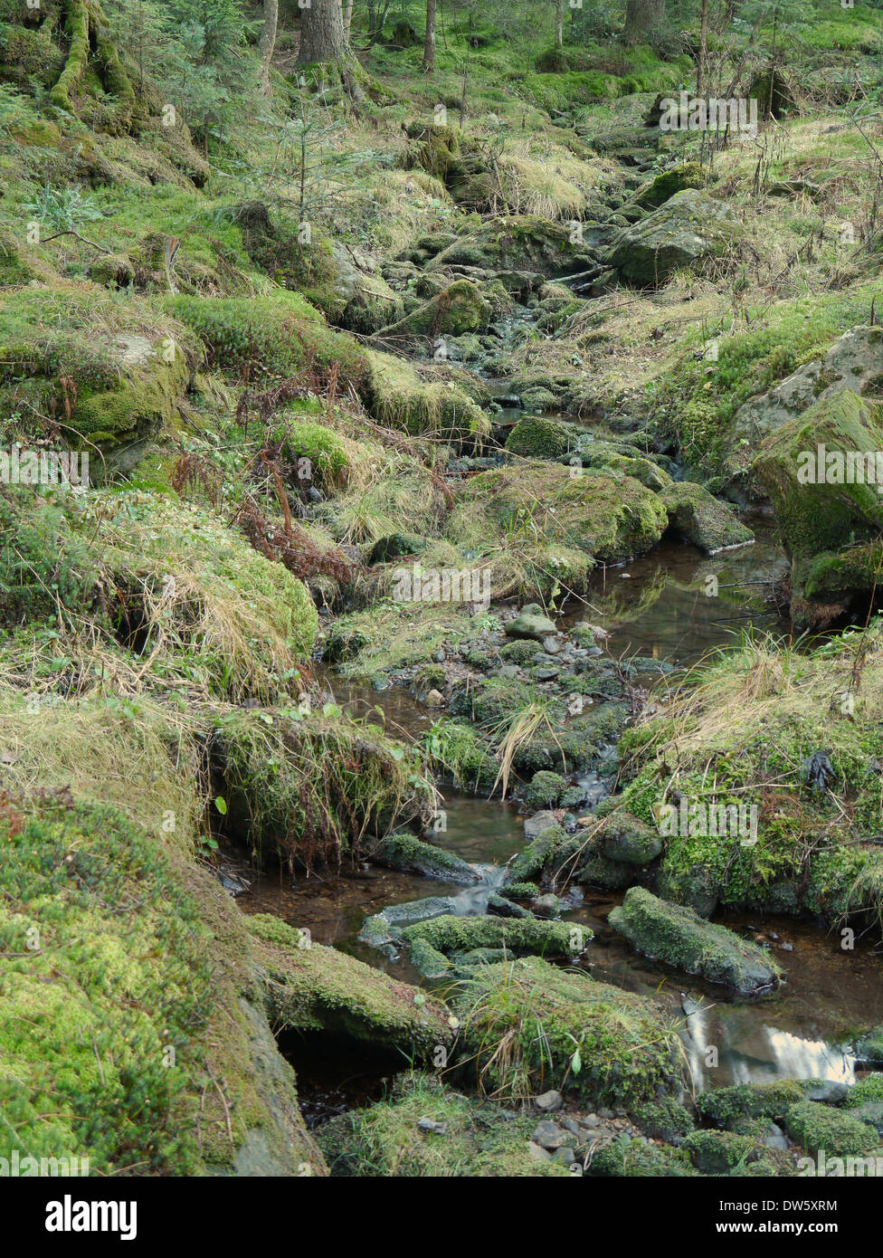 Stream with tree hi-res stock photography and images - Alamy