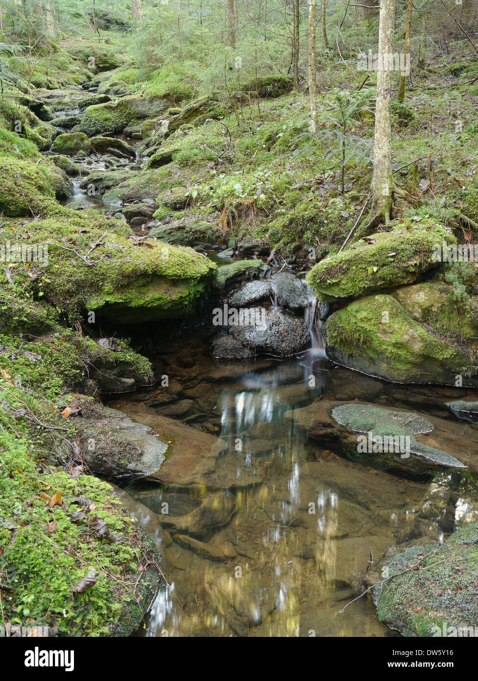 Stream with tree hi-res stock photography and images - Alamy