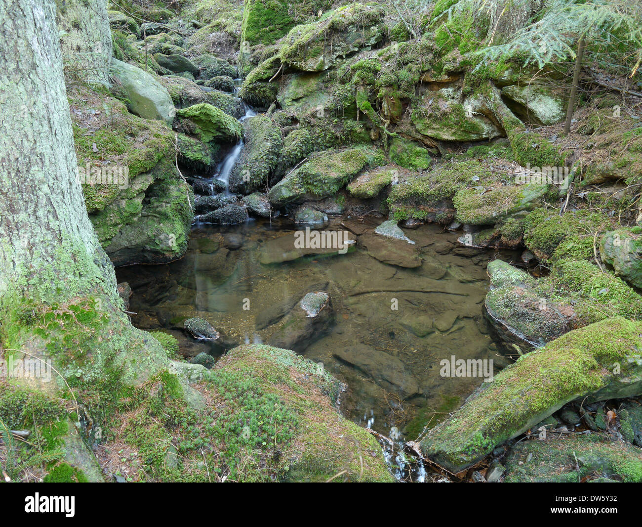 Upstream forest hi-res stock photography and images - Alamy