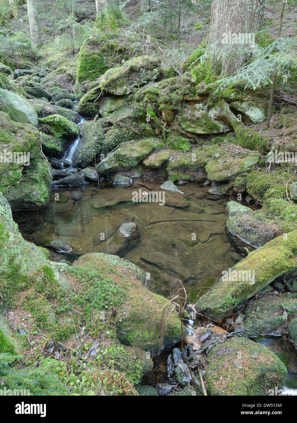 Stream with tree hi-res stock photography and images - Alamy