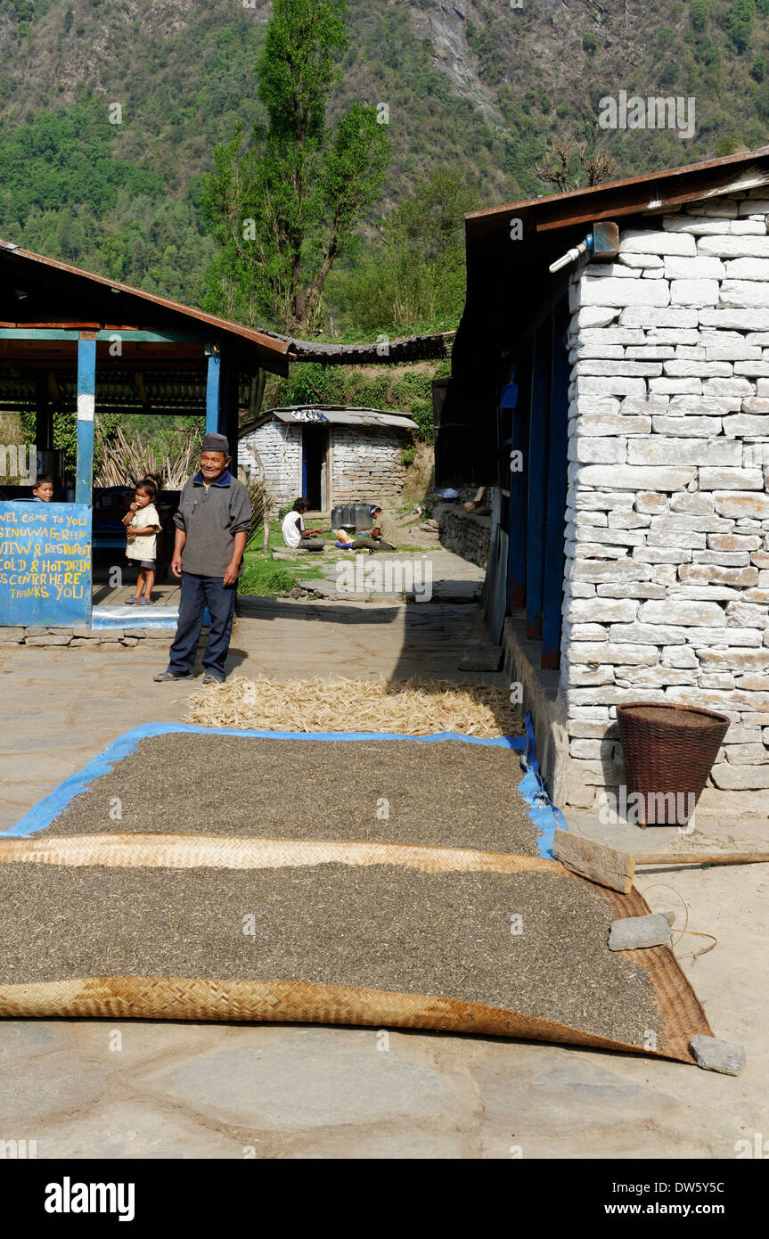 Grain drying in the sun in rural Nepal Stock Photo - Alamy