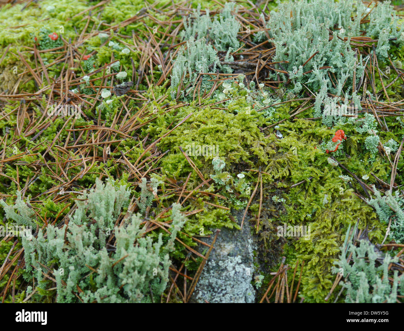 mossy ground with lichen Stock Photo - Alamy