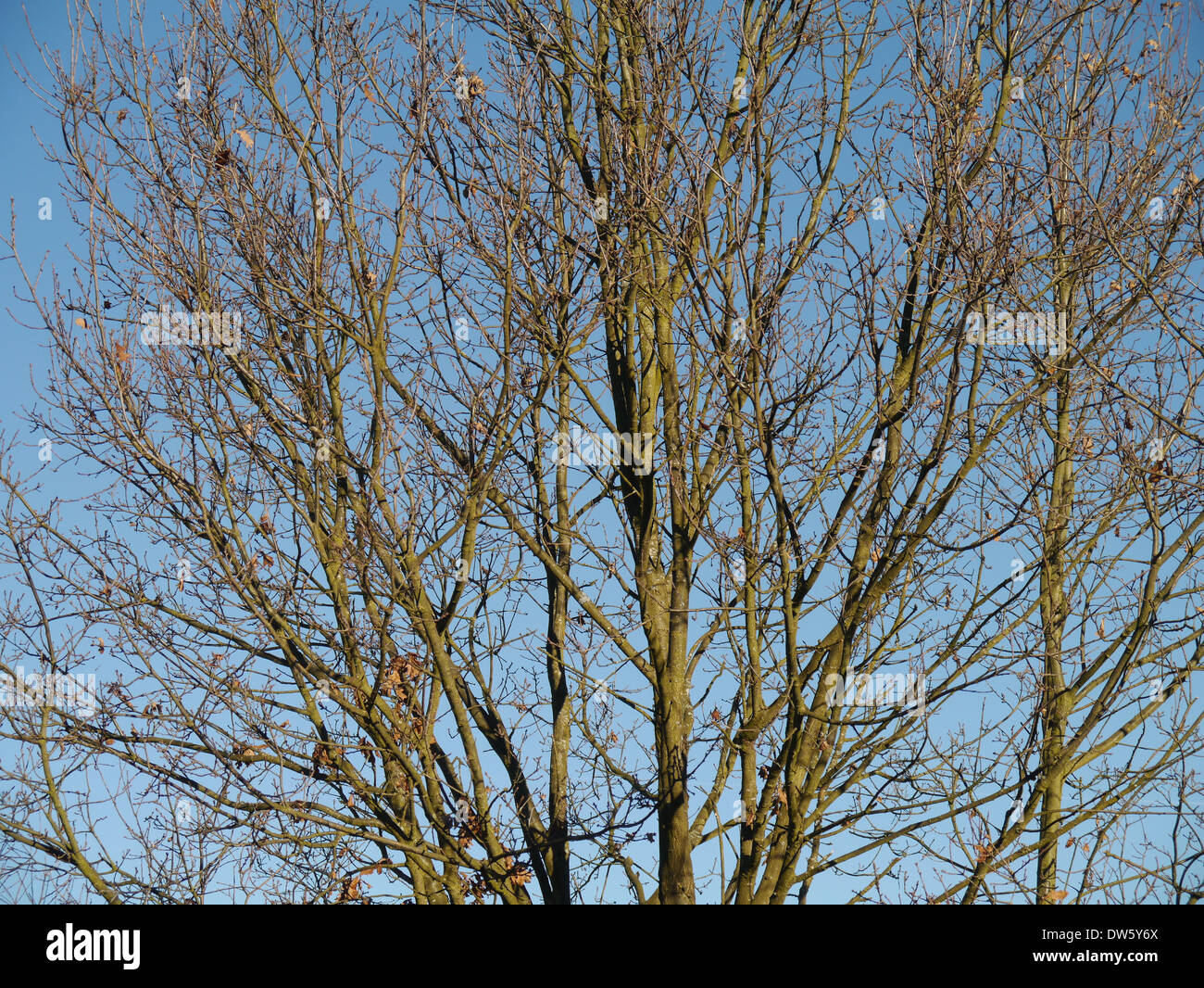 English oak tree in winter / Quercus robur / Stiel-Eiche im Winter ...