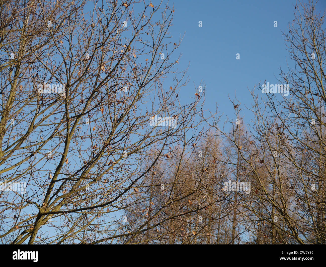 English oak tree in winter / Quercus robur / Stiel-Eiche im Winter ...
