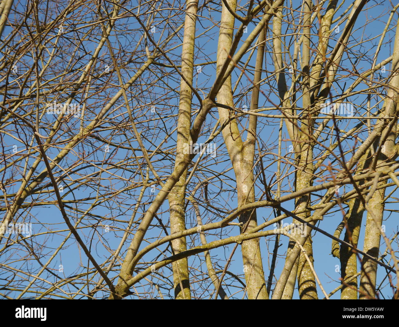 English oak tree in winter / Quercus robur / Stiel-Eiche im Winter ...