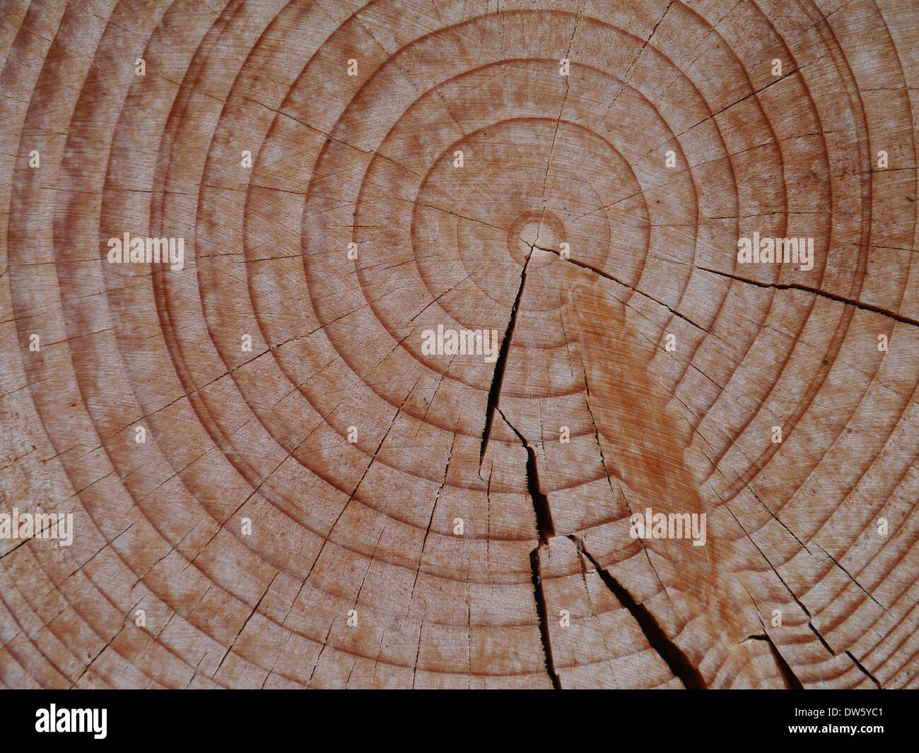 close-up wooden cut texture Stock Photo - Alamy