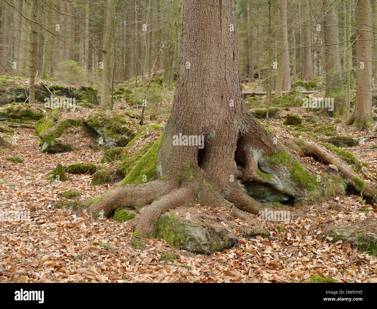 Autumnal big tree hi-res stock photography and images - Alamy