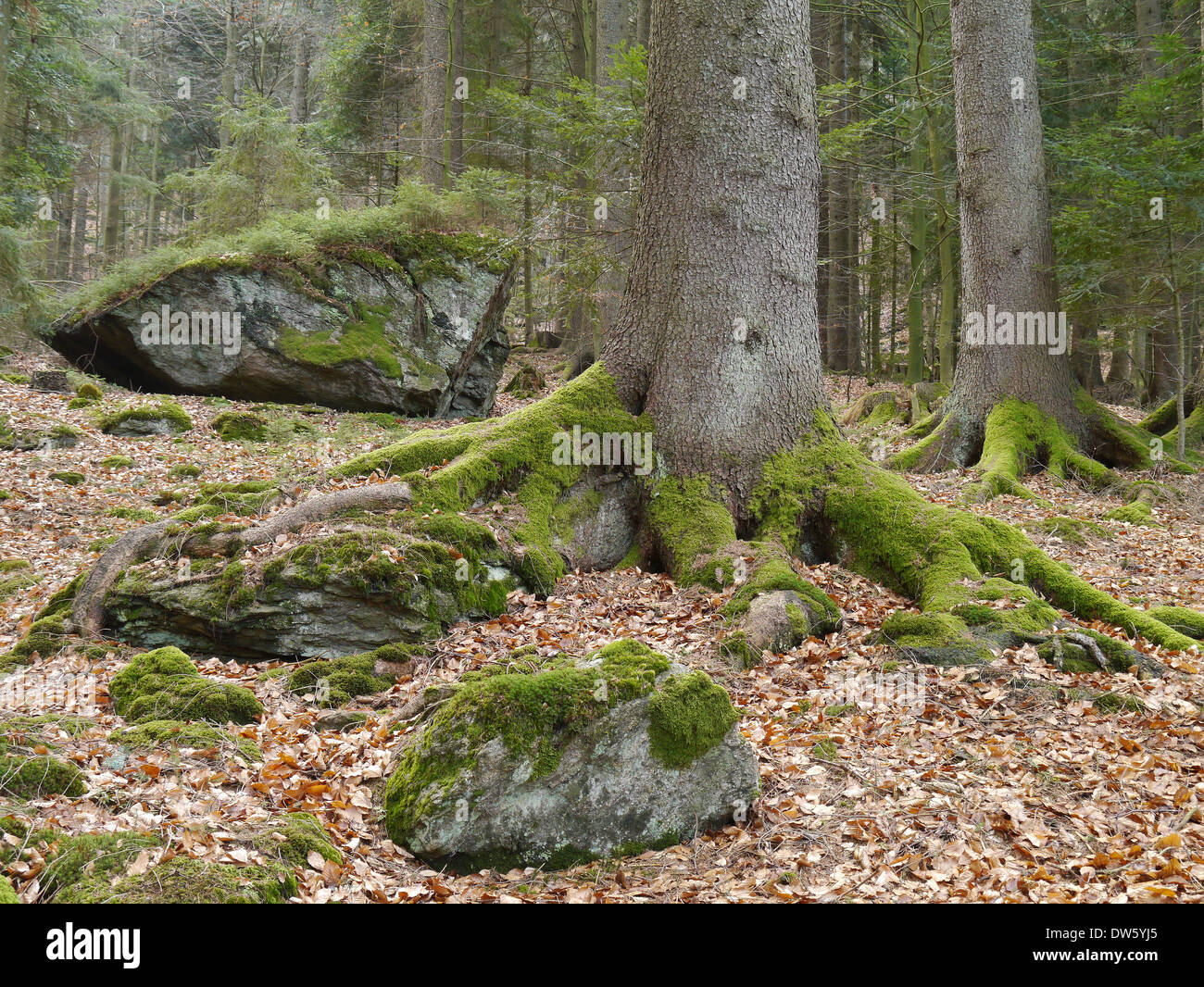 monolith / geological consisting of a single massive rock in nature ...