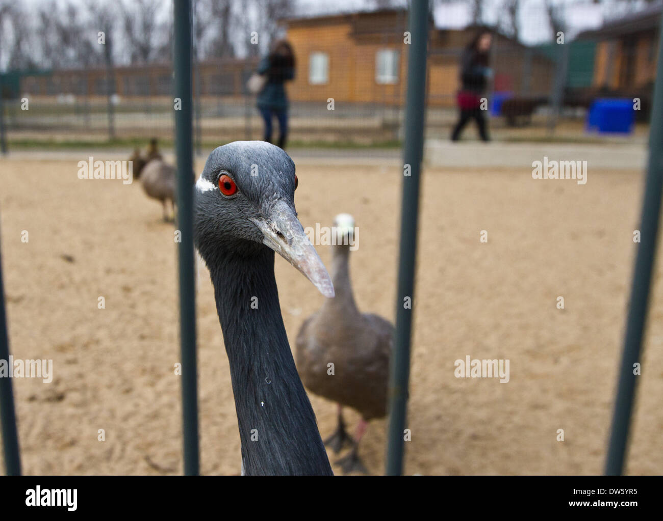 Rare bird species hi-res stock photography and images - Alamy