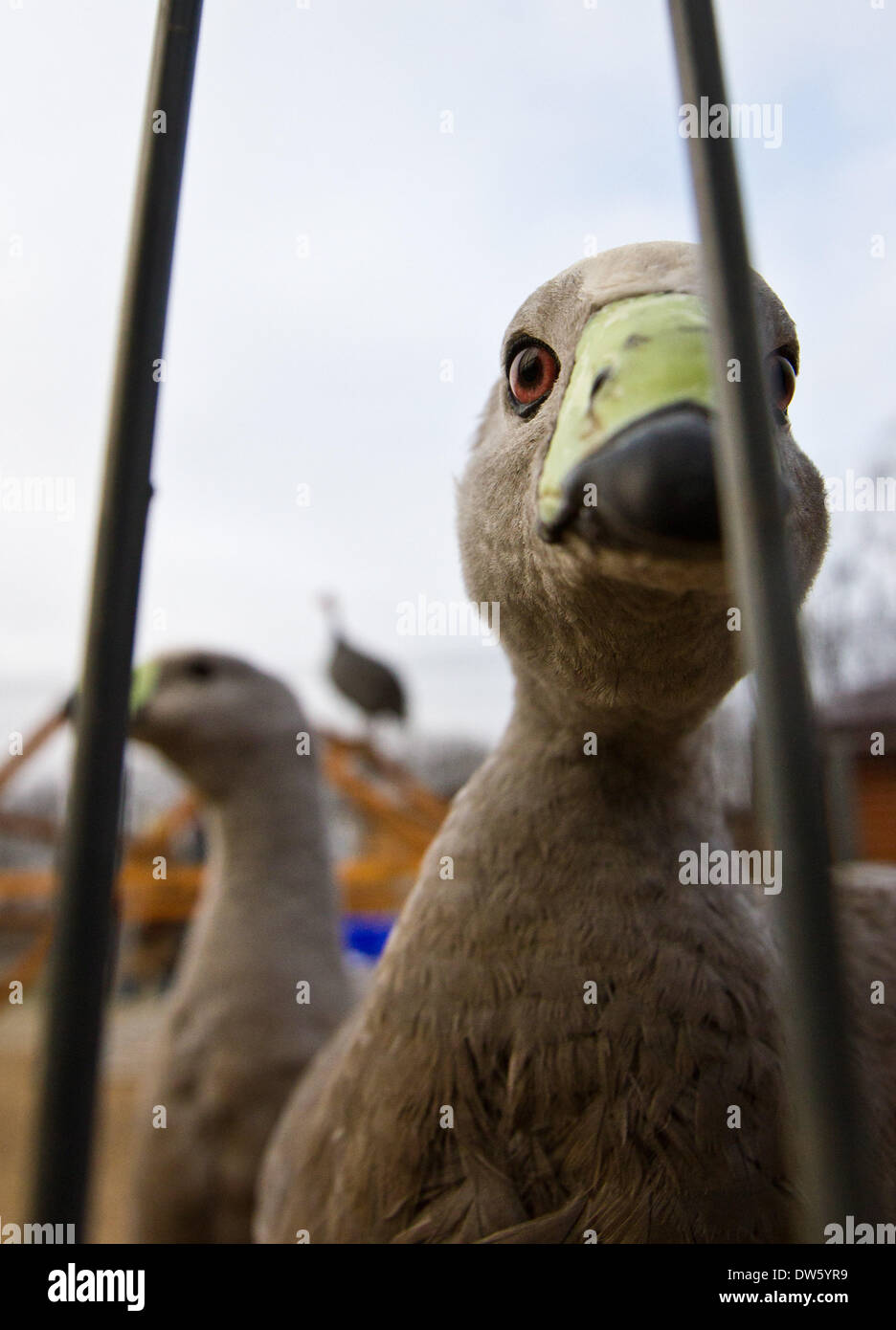 Kiev, Ukraine. 27th Feb, 2014. Rare bird species from a menagerie ex ...