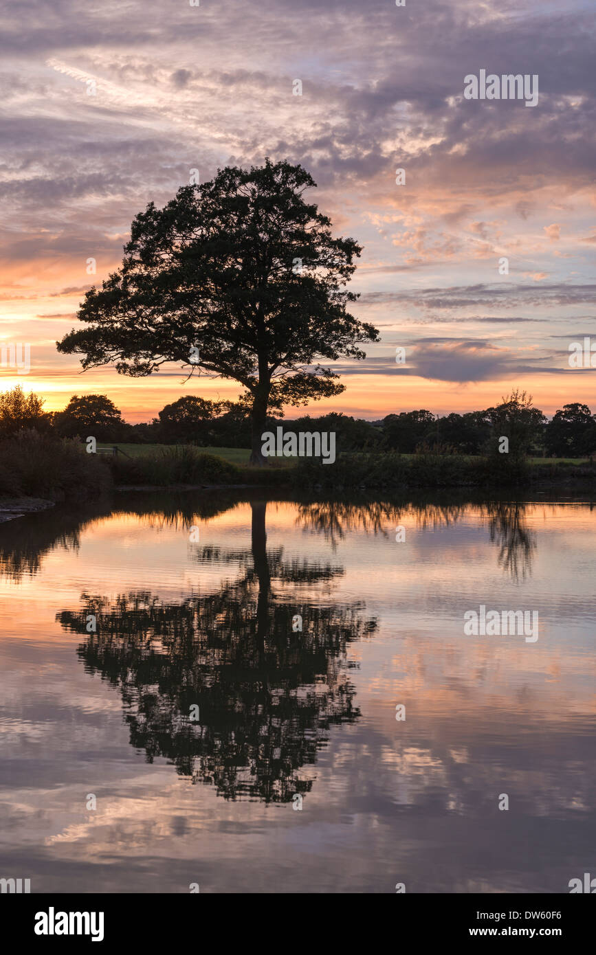 Tree and reflection silhouetted in front of a beautiful sunset ...