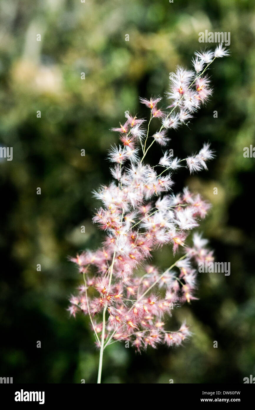 Various type of grass has their own bloomed flower Stock Photo - Alamy