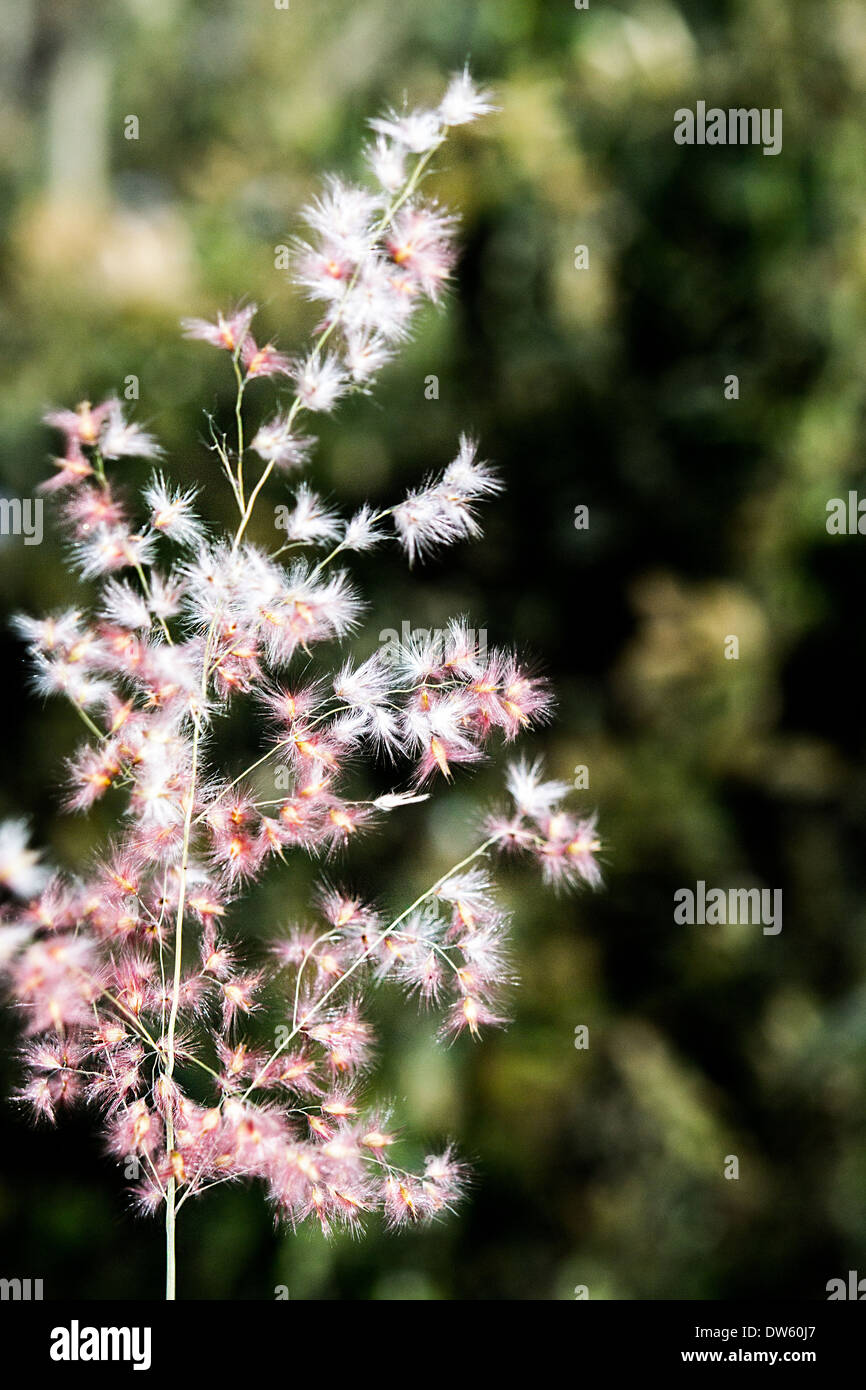 Pink grass hi-res stock photography and images - Alamy