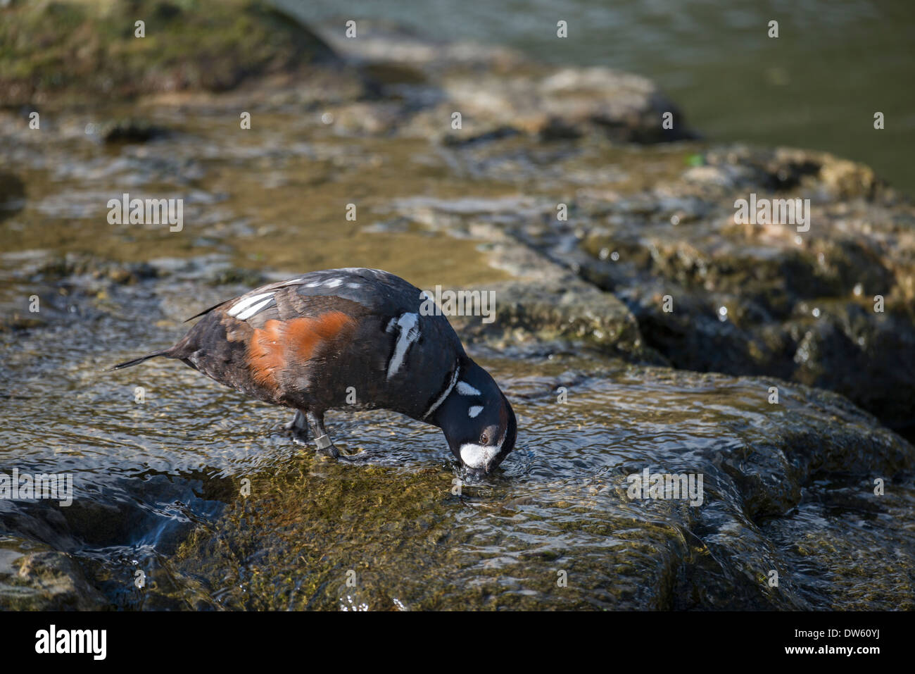 Harlequin Duck: Histrionicus histrionicus. Male, Drake Stock Photo - Alamy