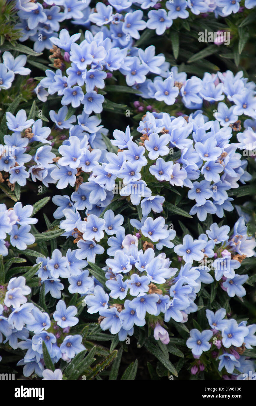 Lithodora hi-res stock photography and images - Alamy