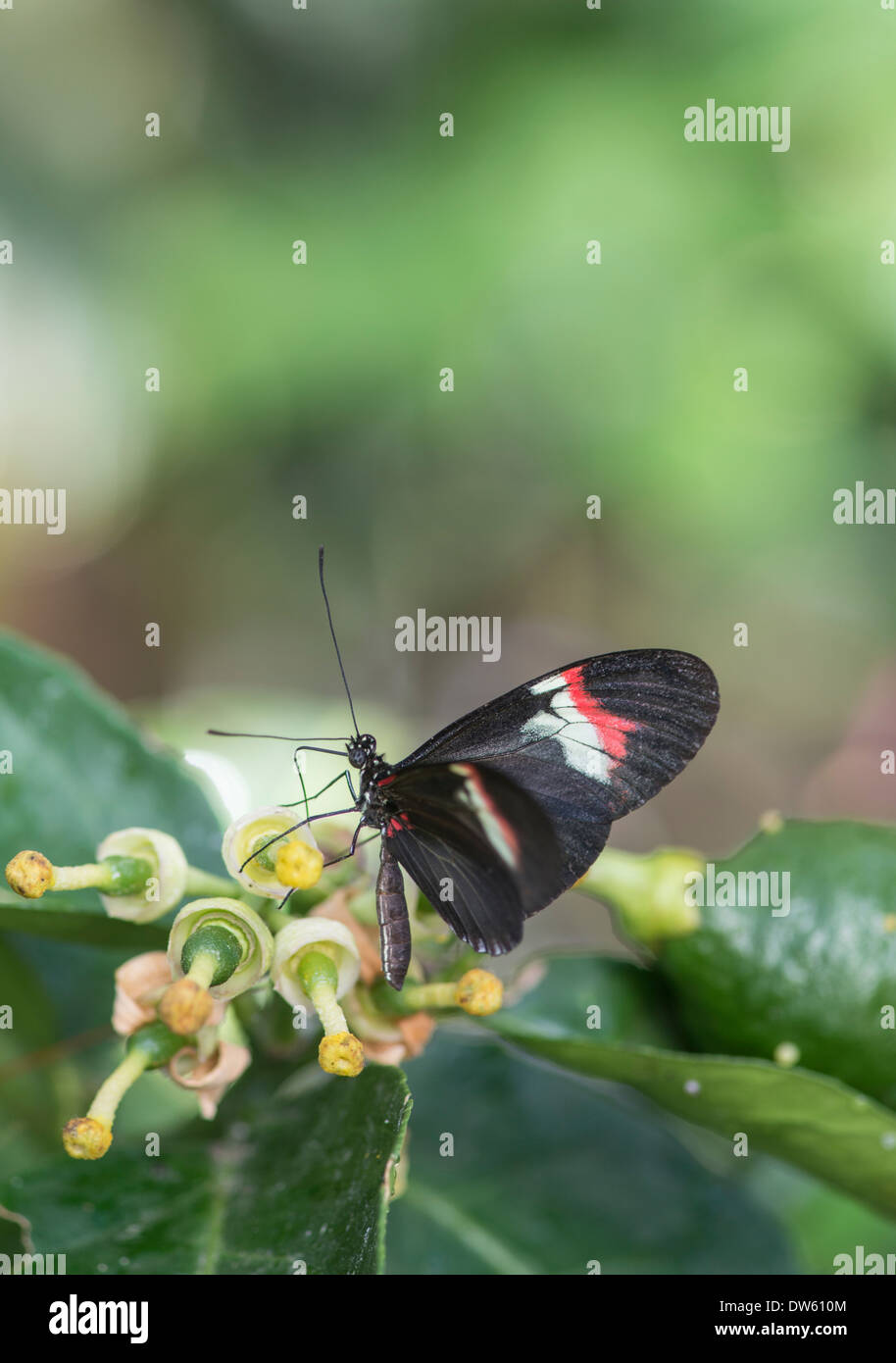Postman butterfly heliconius melpomene hi-res stock photography and ...