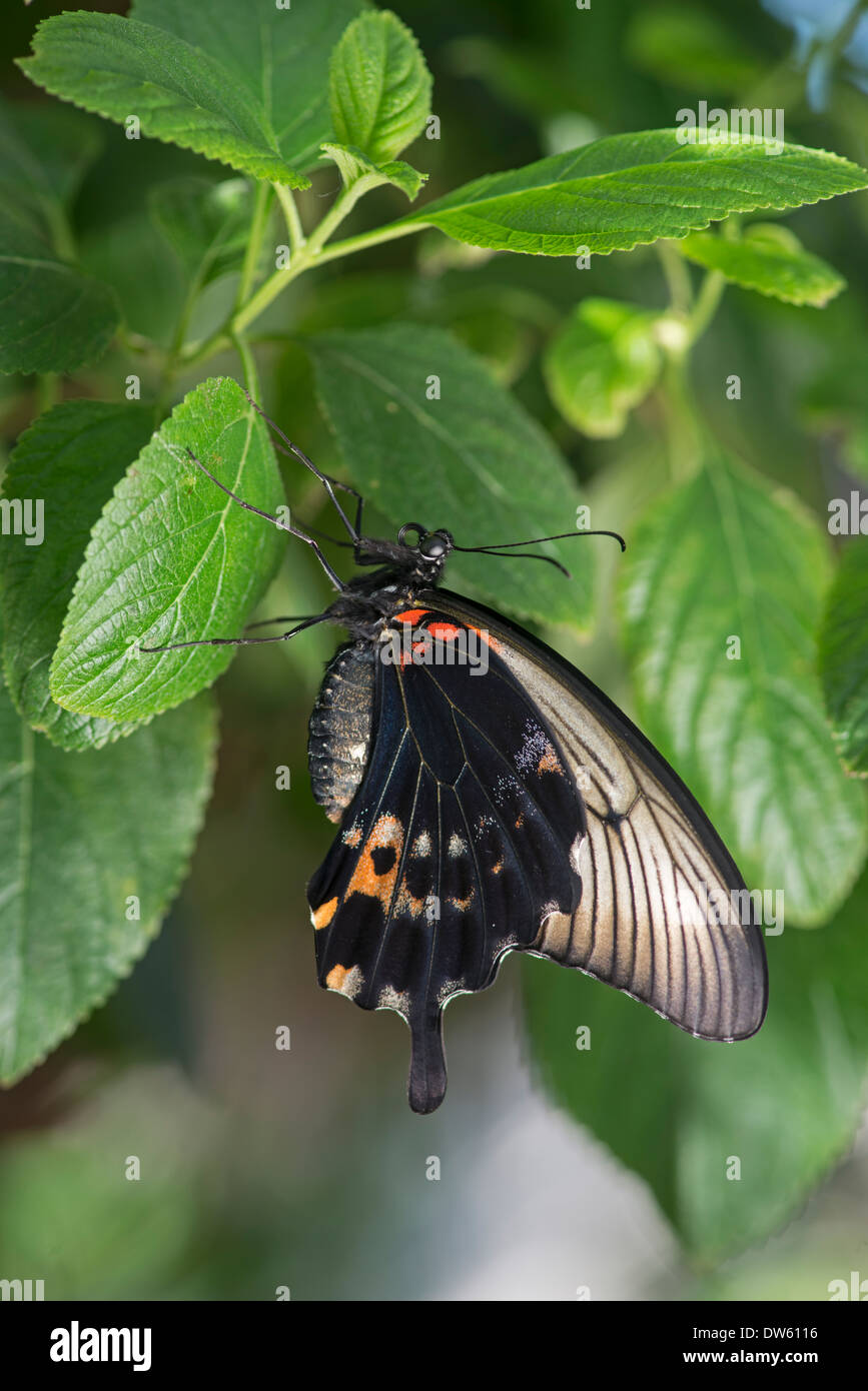 Scarlet swallowtail butterfly hi-res stock photography and images - Alamy
