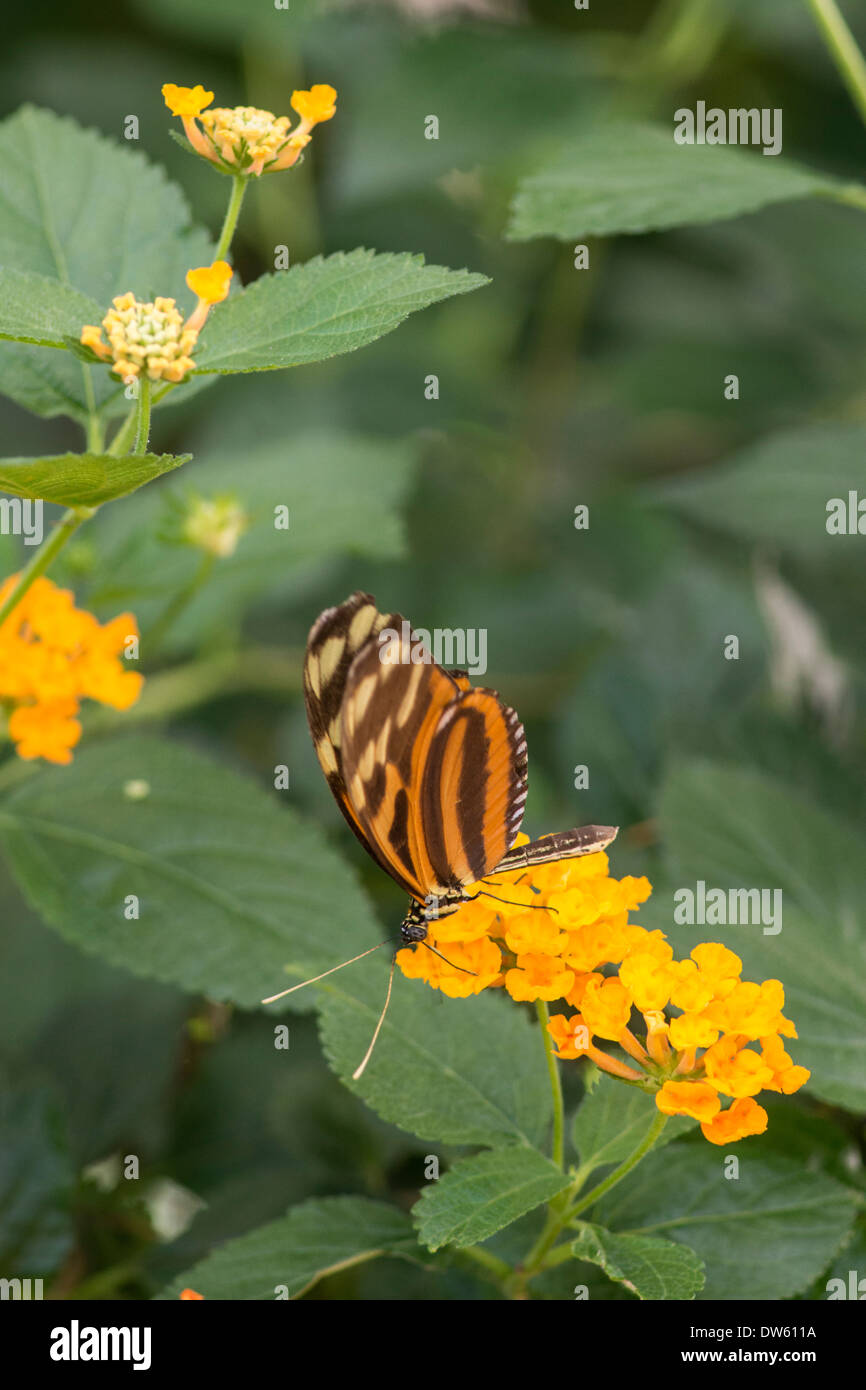 Ismenius Tiger or Tiger Heliconian butterfly (Heliconius ismenius Stock ...