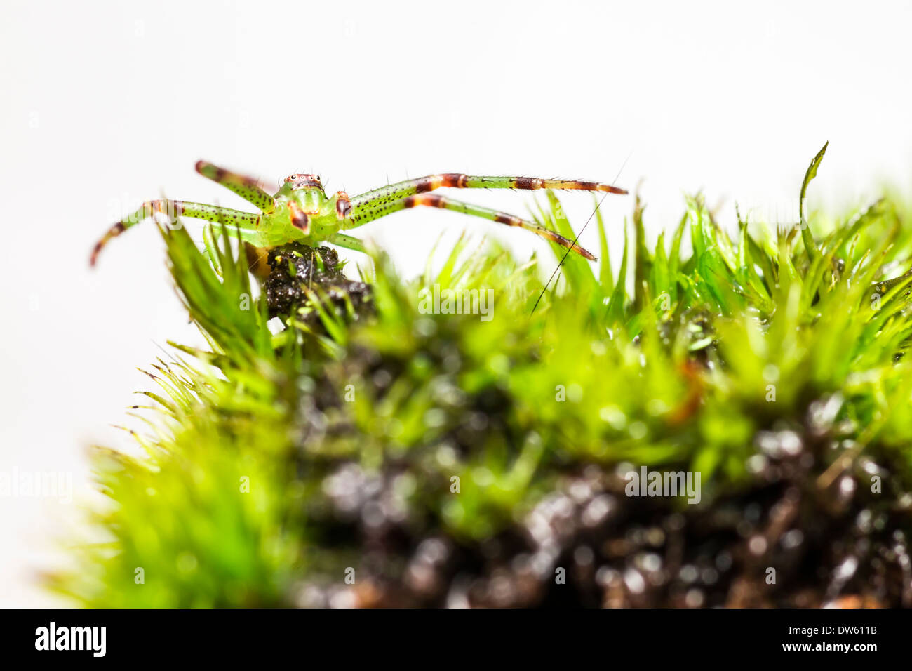 The Green Crab Spider, Diaea dorsata Stock Photo - Alamy