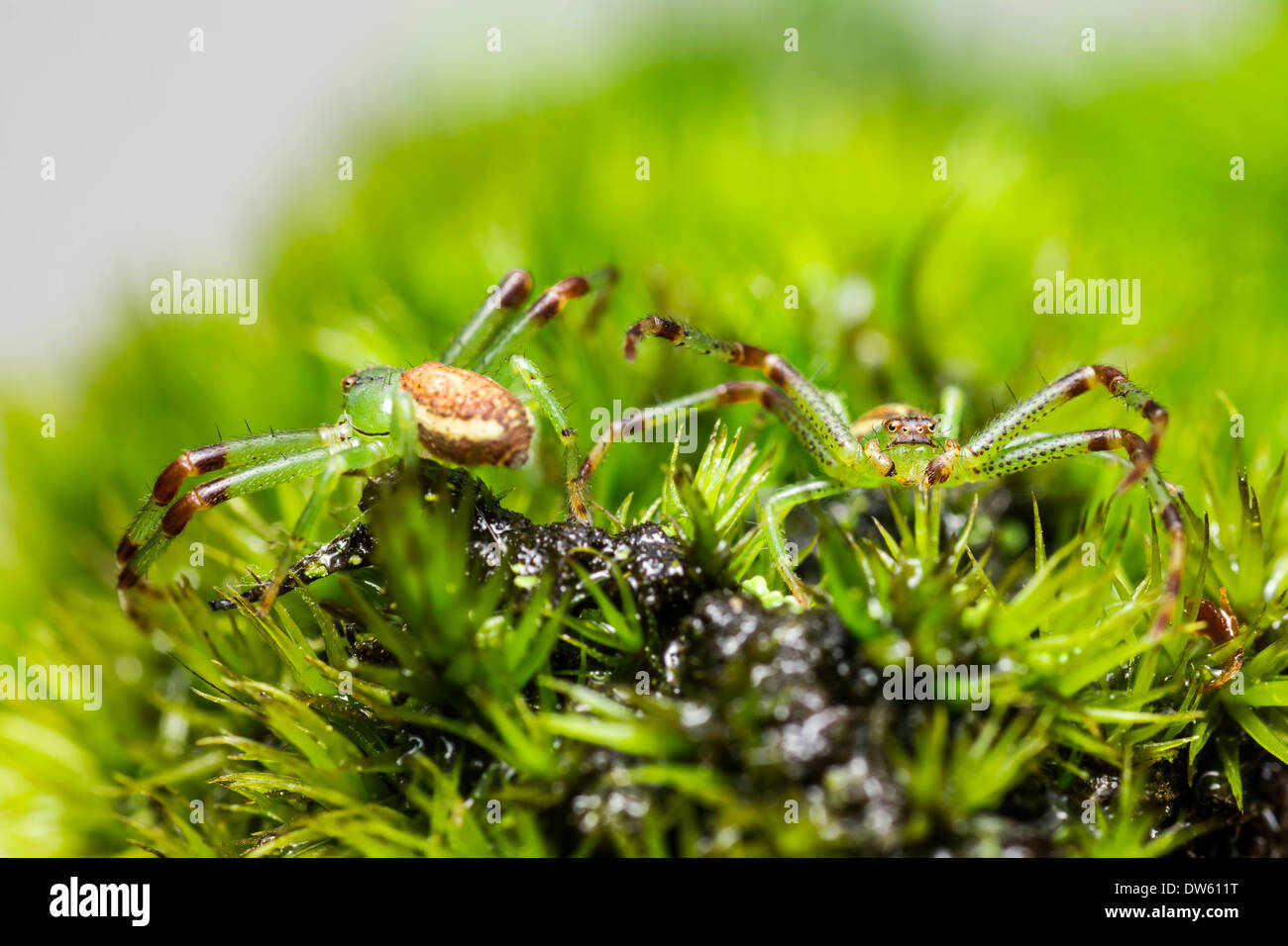 The Green Crab Spider, Diaea dorsata Stock Photo - Alamy