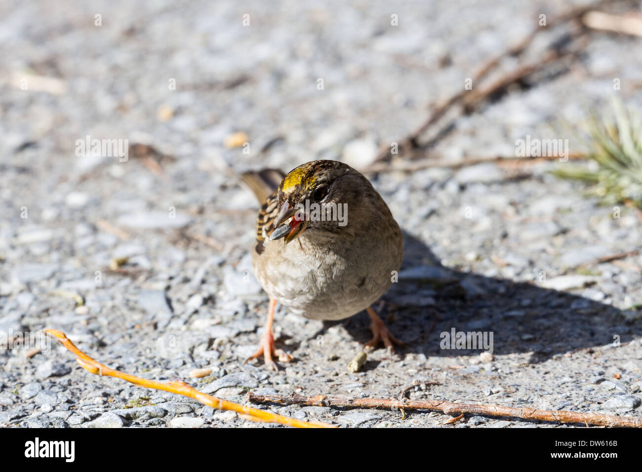 Golden crowned Sparrow standing on ground Stock Photo - Alamy