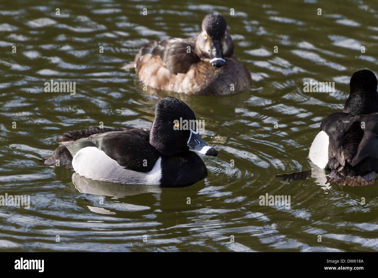 Ring necked duck male hi-res stock photography and images - Alamy