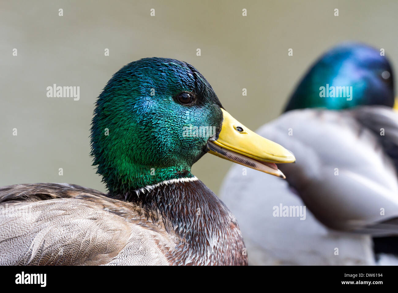 Mallard duck close up hi-res stock photography and images - Alamy