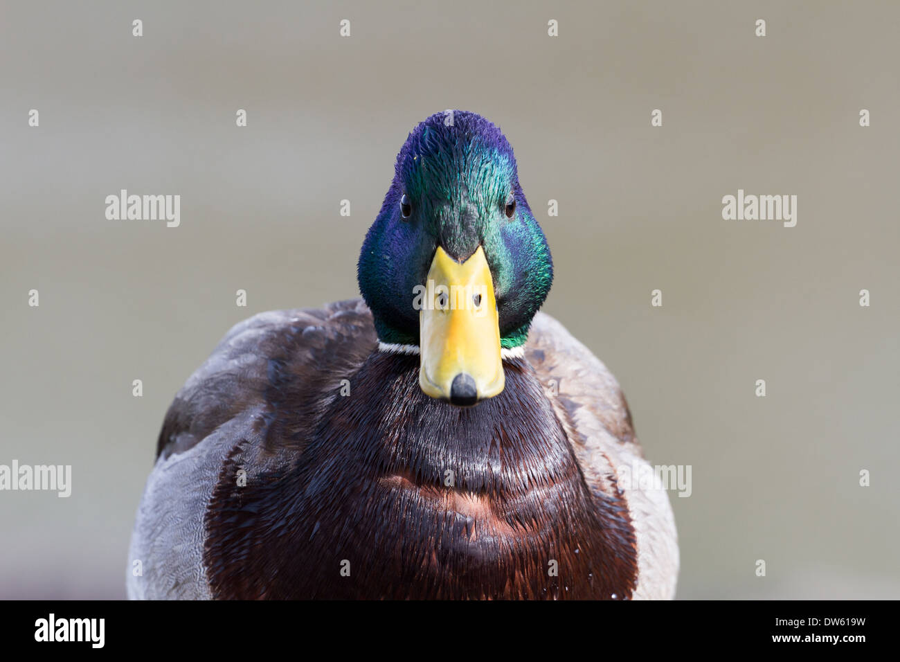 Mallard duck close up hi-res stock photography and images - Alamy