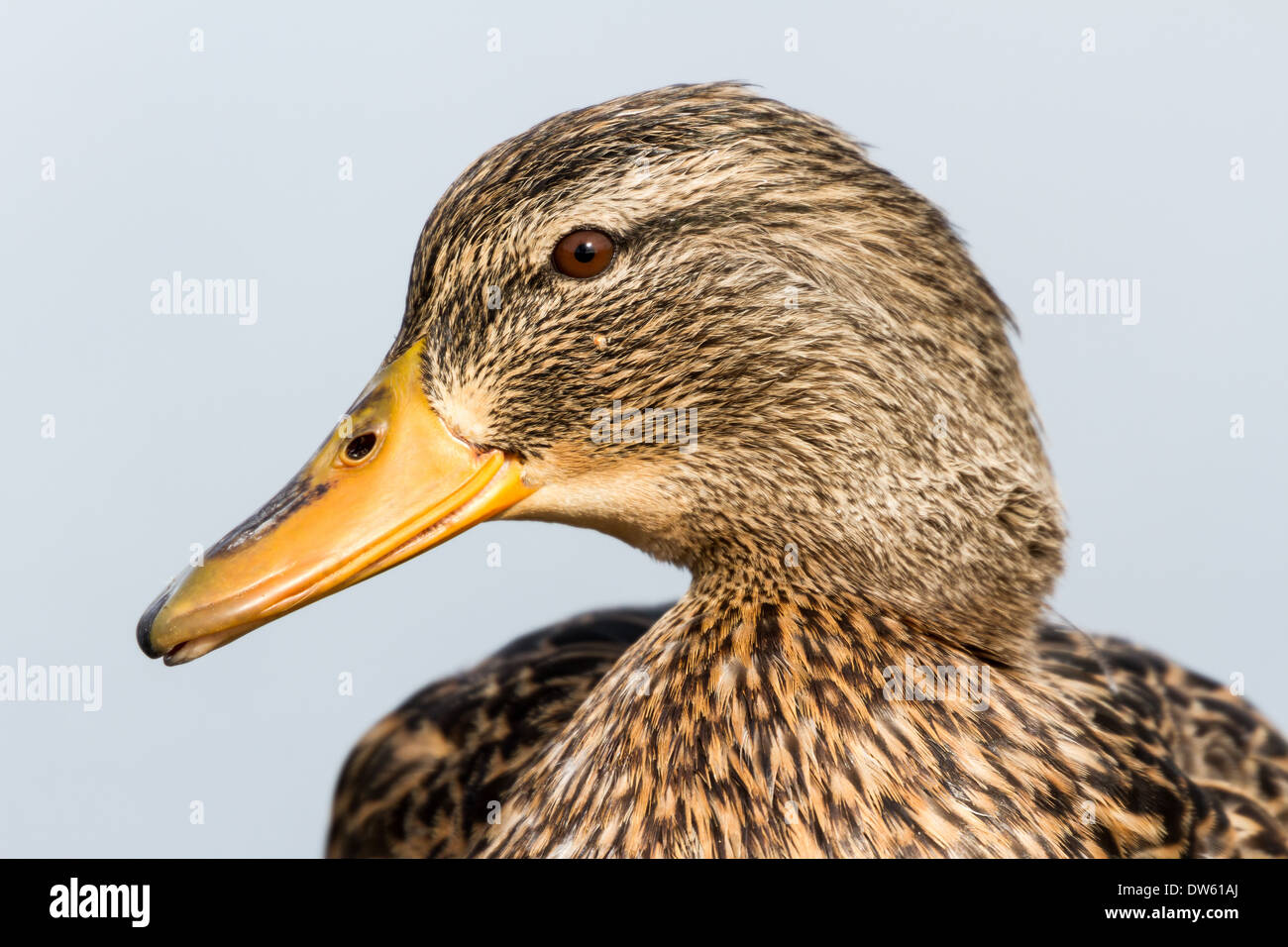 Female mallard duck head hi-res stock photography and images - Alamy