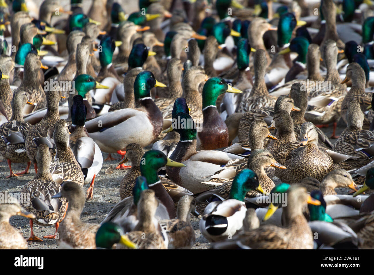 Mallard duck bird hi-res stock photography and images - Alamy
