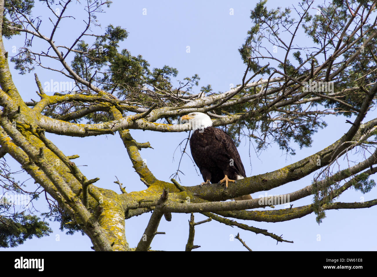 Bald Eagle standing on branch Stock Photo - Alamy
