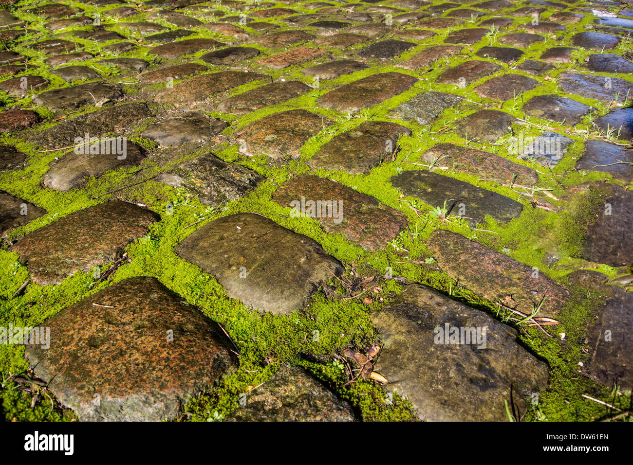Mossy brick pavement texture hi-res stock photography and images - Alamy