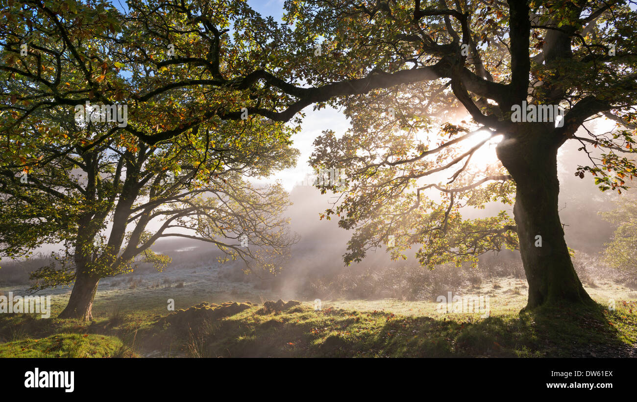 Sunlight through mist and trees hi-res stock photography and images - Alamy