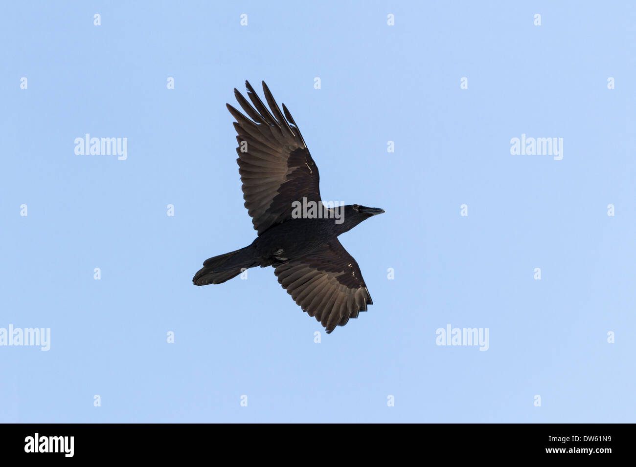 flying Common Raven Stock Photo - Alamy