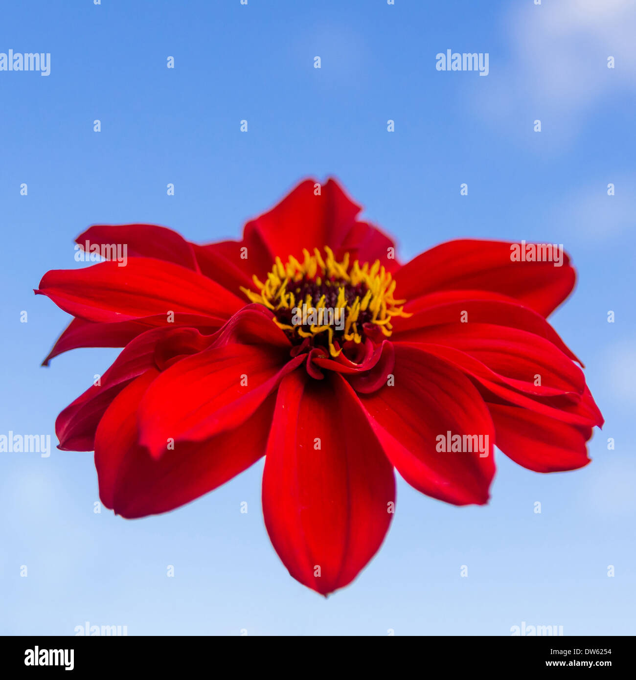 Floating flower hi-res stock photography and images - Alamy