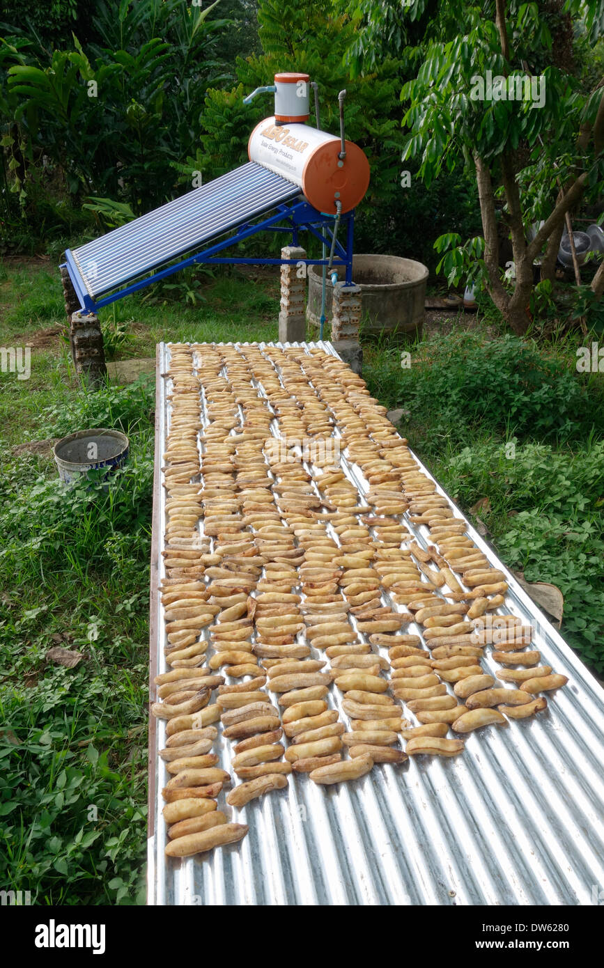 Drying bananas at the Pun Pun Farm in Northern Thailand, A solar hot ...