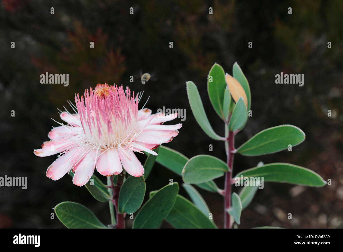 Fynbos bush in flower, Kirstenbosch Botanical Gardens Stock Photo - Alamy