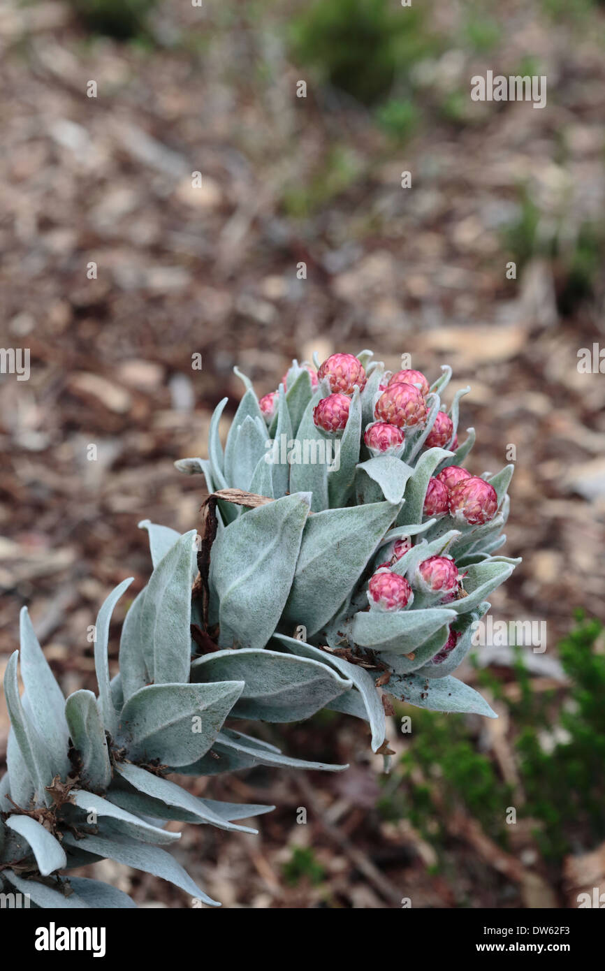 Fynbos bush in flower, Kirstenbosch Botanical Gardens Stock Photo - Alamy