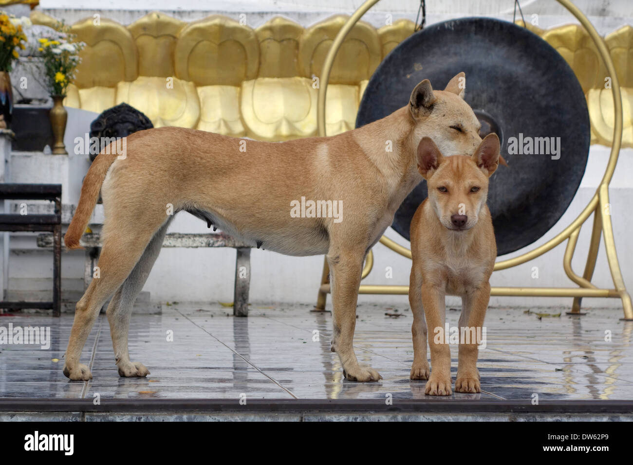 "Temple dogs" at the base of the White Buddha on the grounds of Wat ...