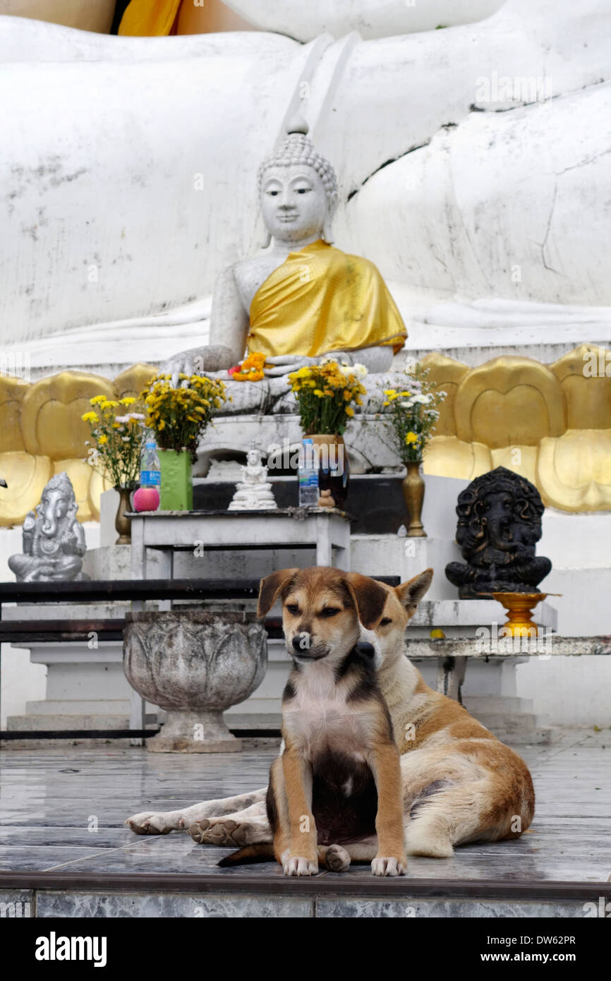"Temple dogs" at the base of the White Buddha on the grounds of Wat ...