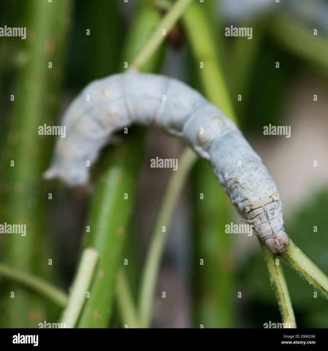 Silkworm breeding hi-res stock photography and images - Alamy